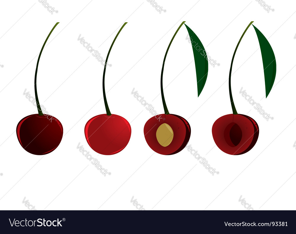 Cherries Royalty Free Vector Image - VectorStock
