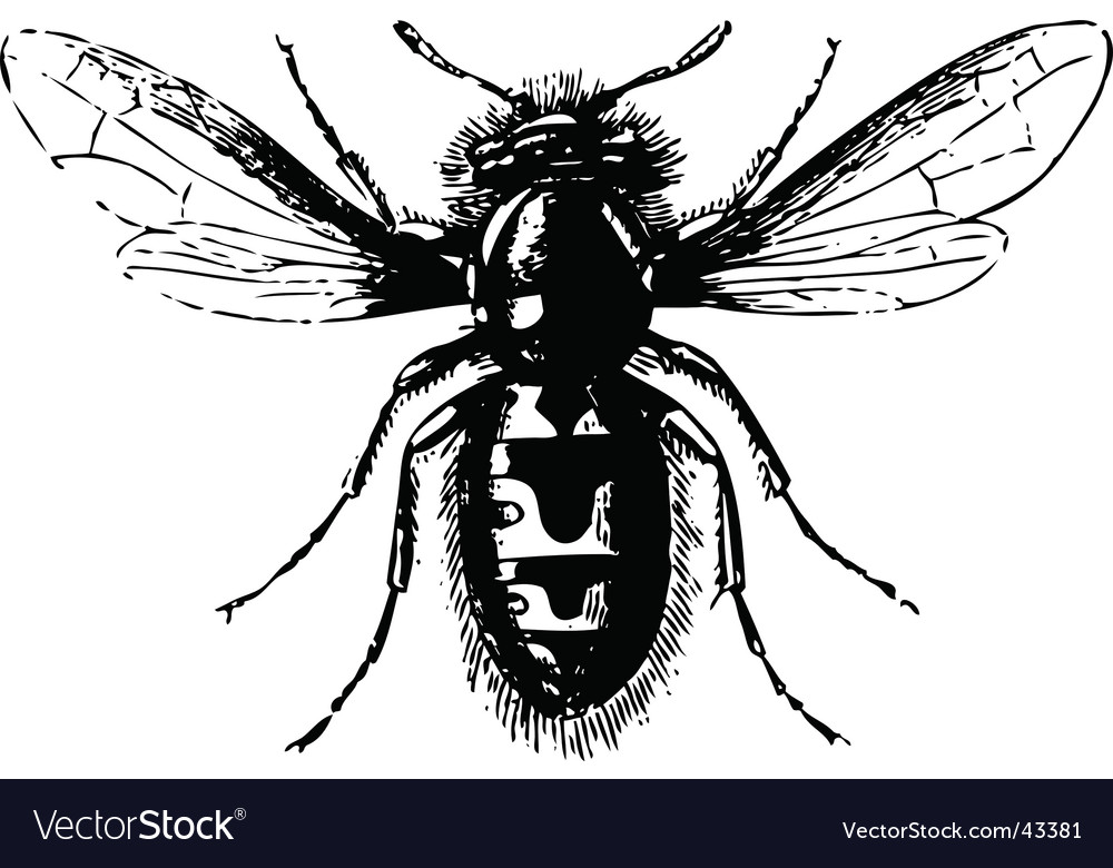 Fly Royalty Free Vector Image - VectorStock