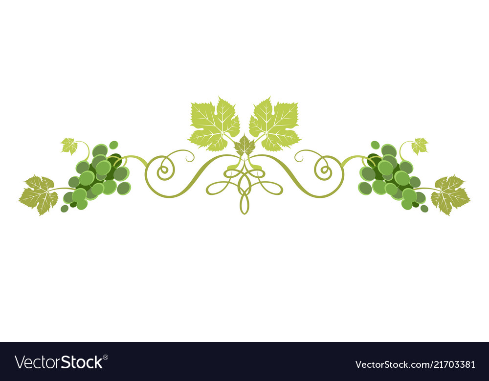 Grape nature divider Royalty Free Vector Image
