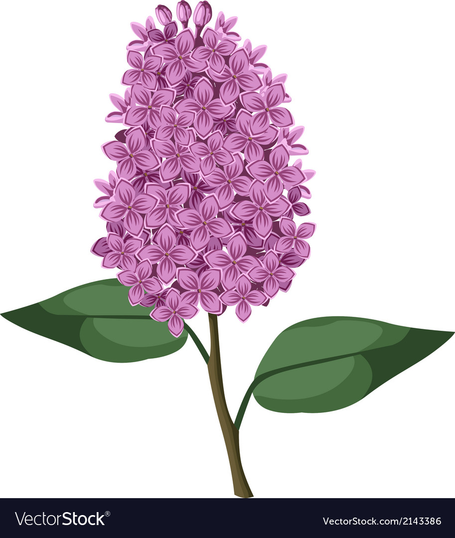 Lilac Royalty Free Vector Image - VectorStock