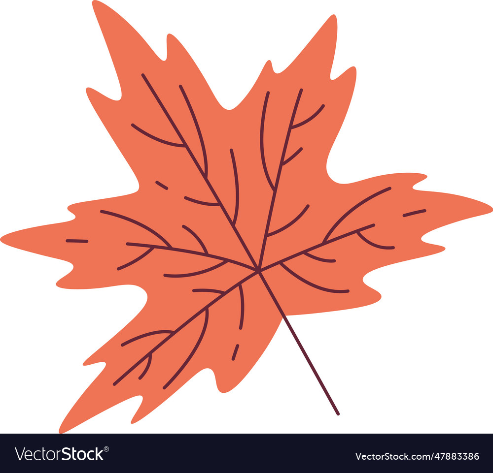 Maple leaf doodle Royalty Free Vector Image - VectorStock