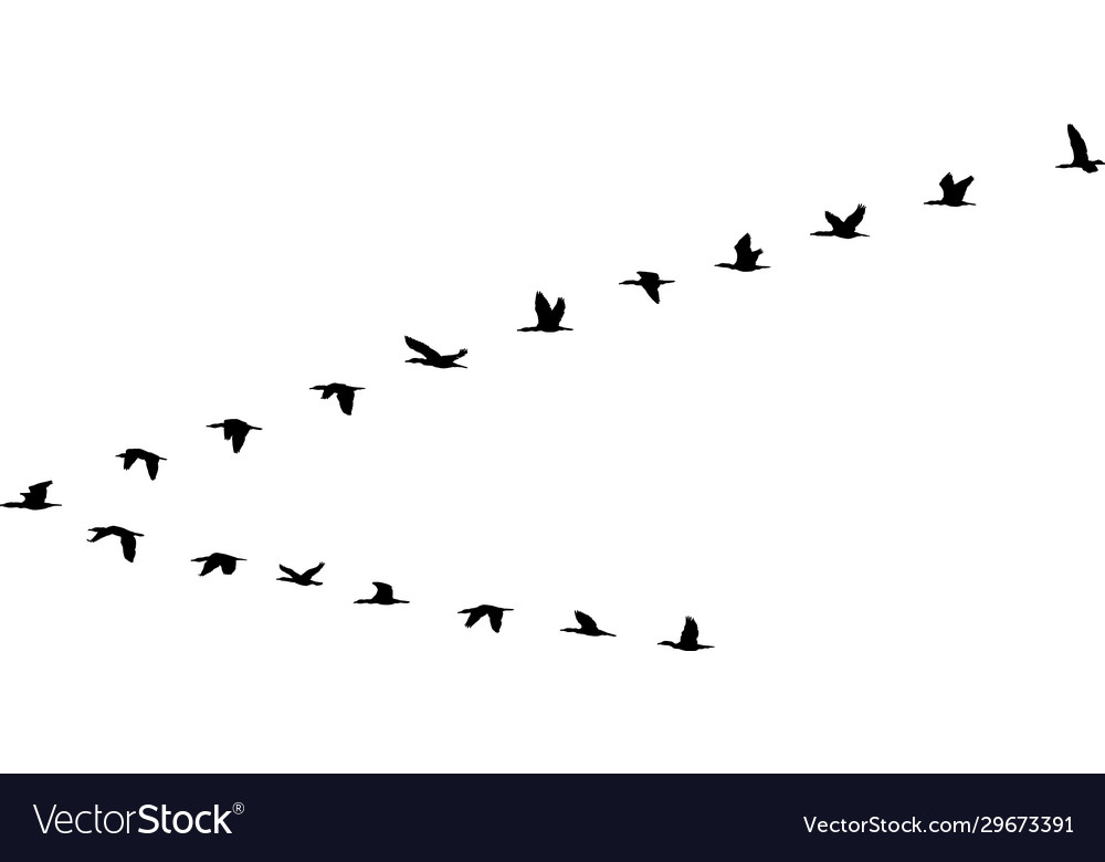 V formation Royalty Free Vector Image - VectorStock