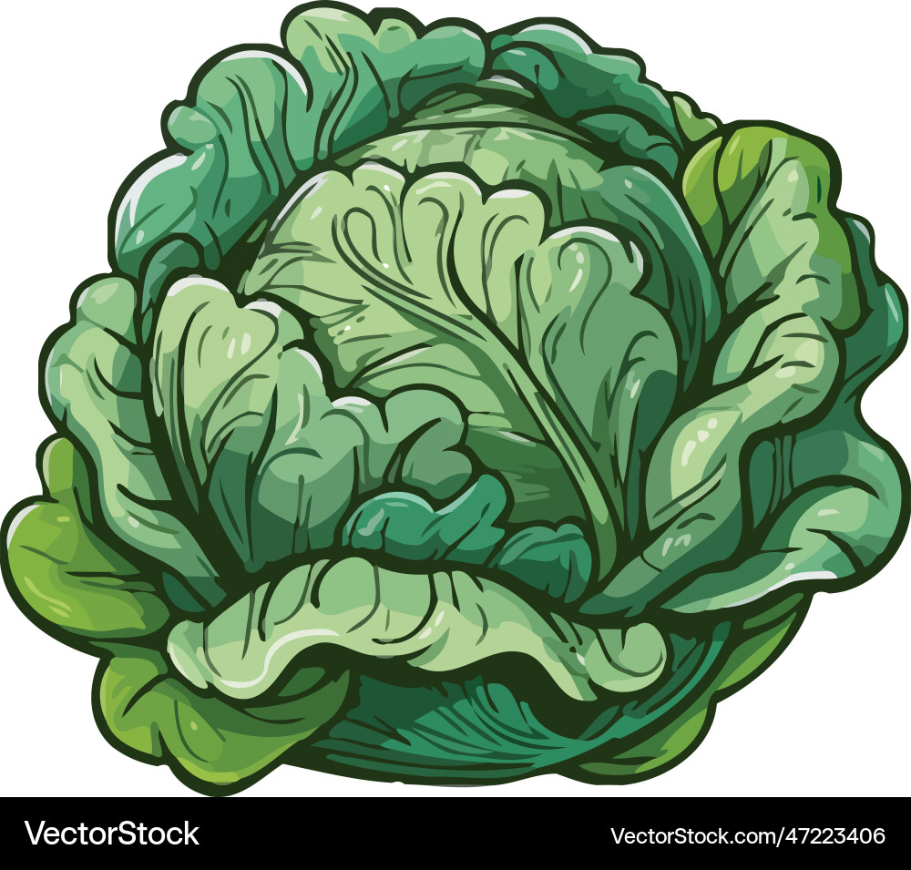 Fresh lettuce vegetable a healthy meal Royalty Free Vector
