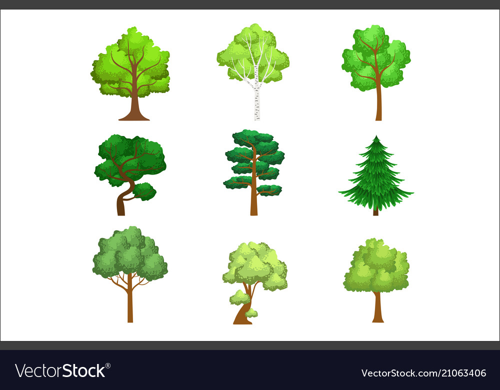 Realistic trees set Royalty Free Vector Image - VectorStock