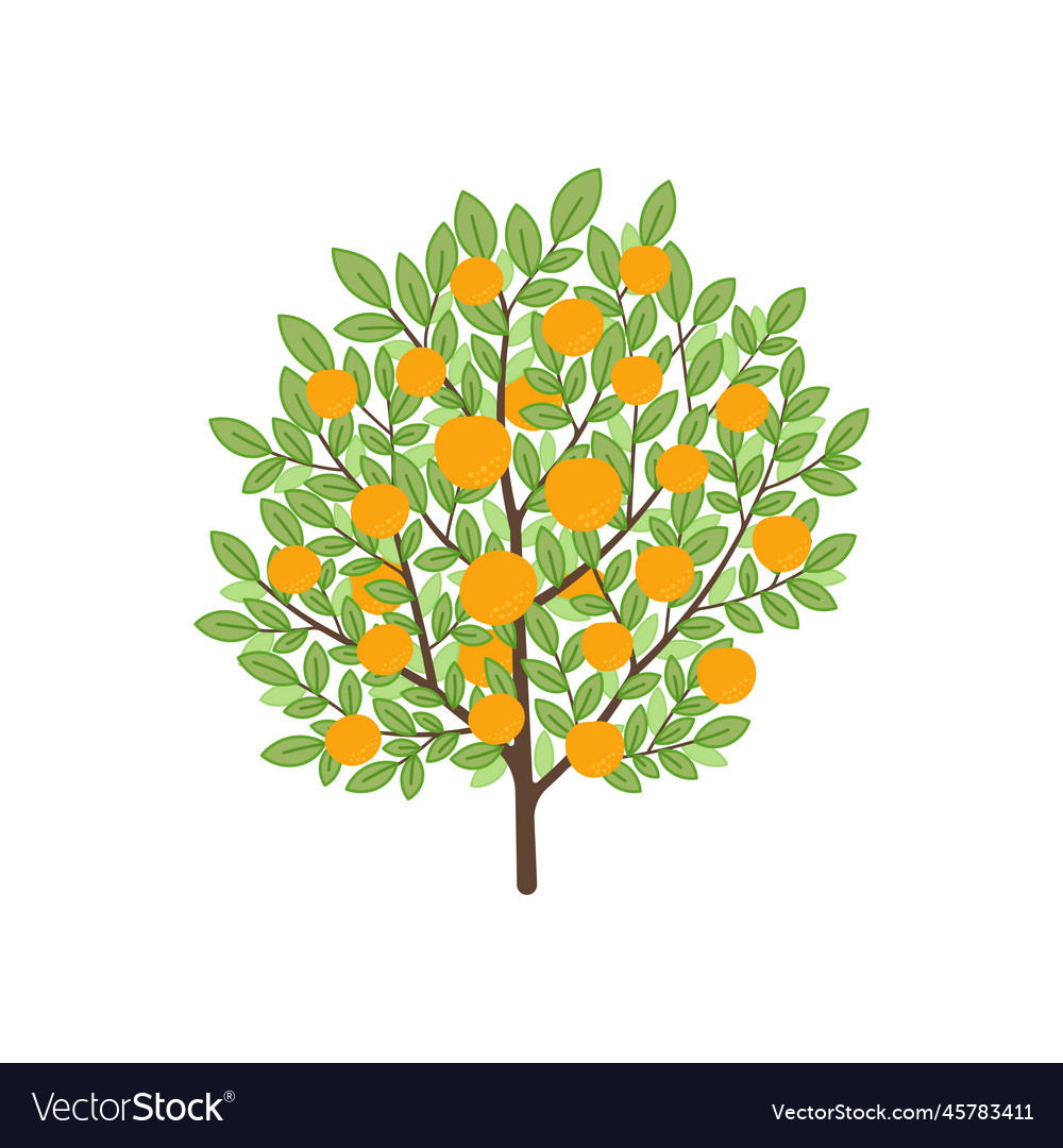 Orange tree fruit Royalty Free Vector Image - VectorStock