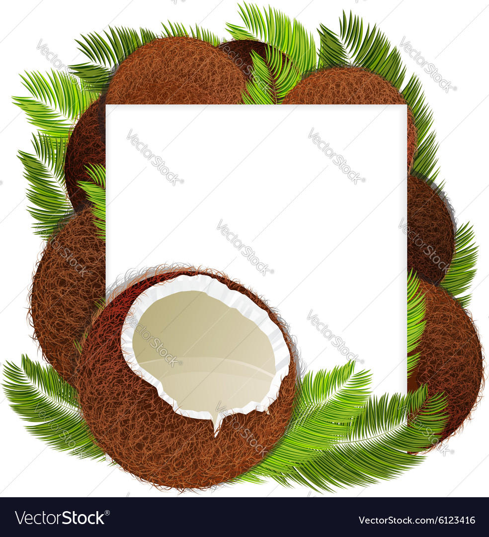 Coconuts Royalty Free Vector Image - VectorStock