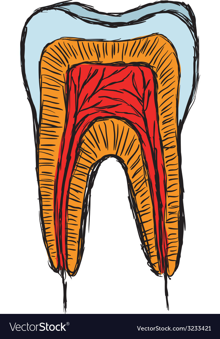 Doodle tooth Royalty Free Vector Image - VectorStock