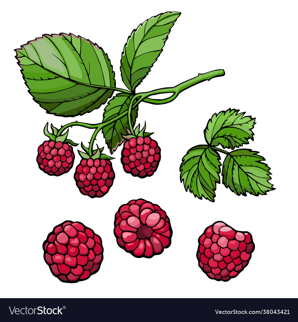 Raspberry set Royalty Free Vector Image - VectorStock