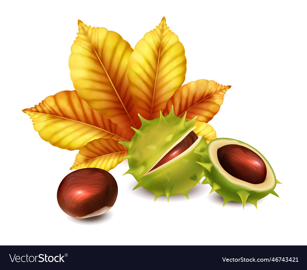 Realistic chestnut composition Royalty Free Vector Image