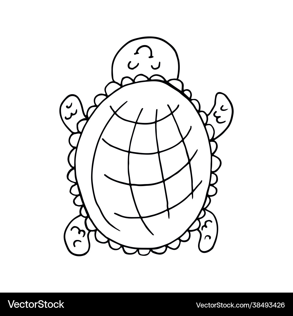Contour turtle marine theme icon in hand draw Vector Image