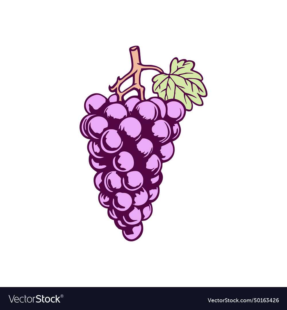 Grape Royalty Free Vector Image - VectorStock