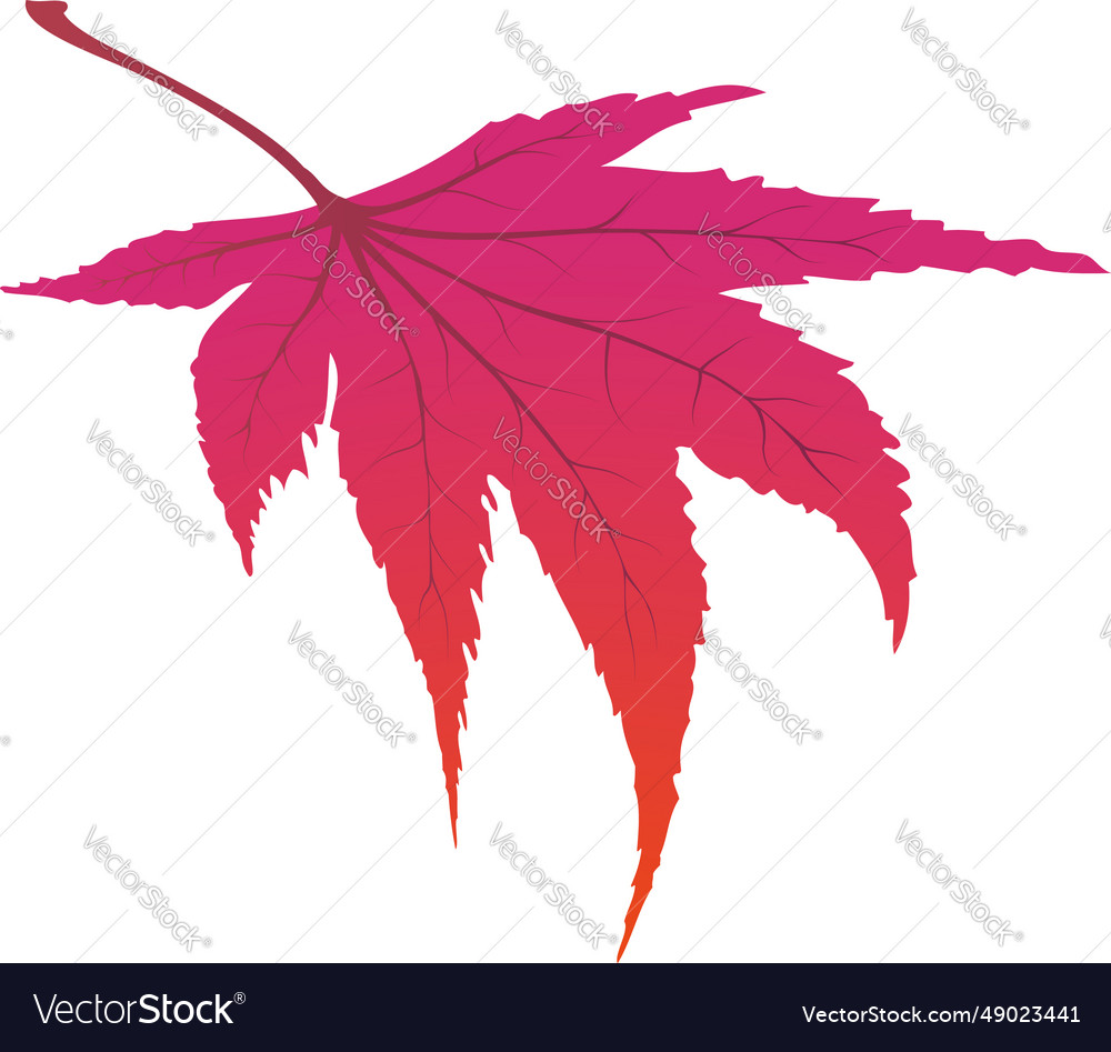 Maple autumn leaf Royalty Free Vector Image - VectorStock
