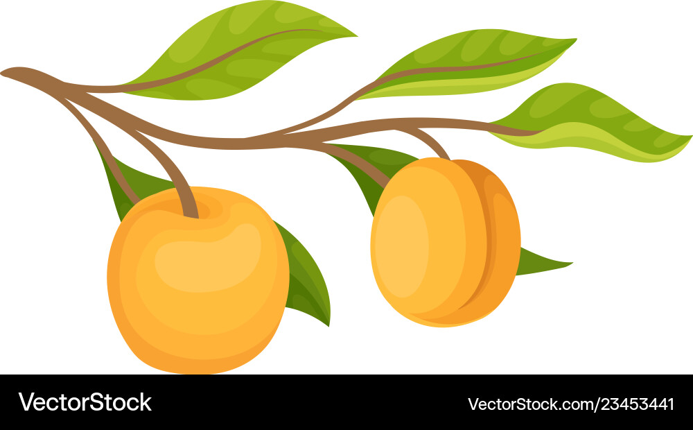 Two ripe apricots hanging on small branch Vector Image