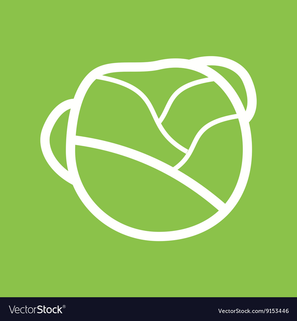 Lettuce Royalty Free Vector Image - VectorStock
