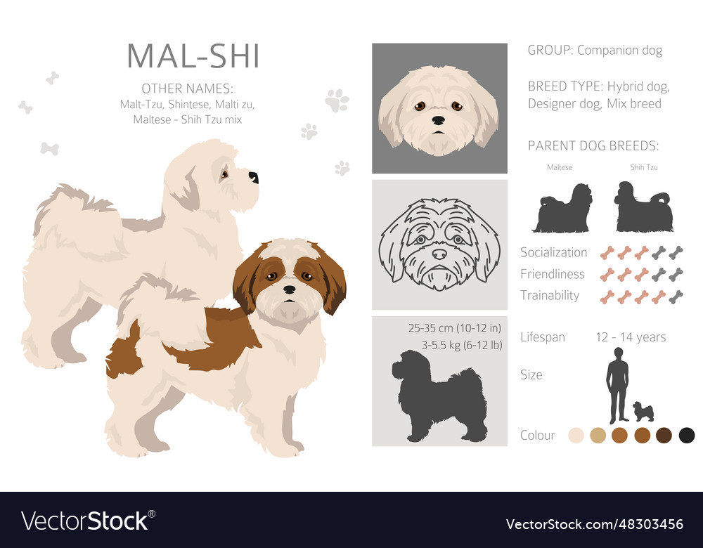 Mal Shi Clipart Maltese Shih Tzu Mix Different Vector Image