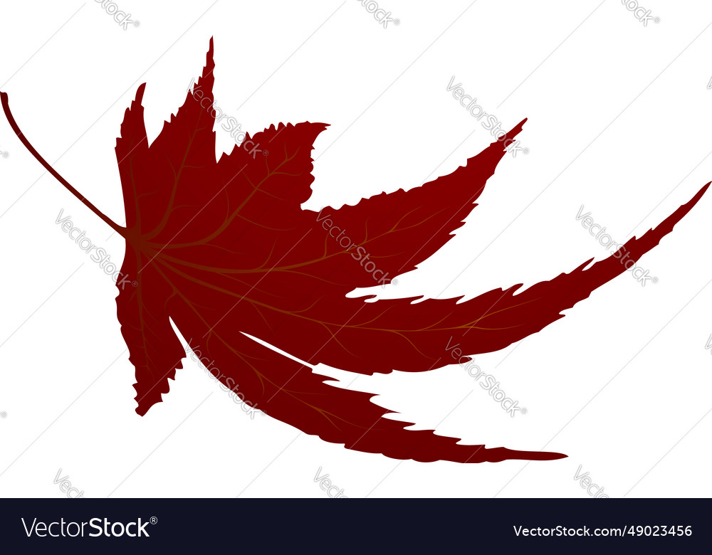 Maple autumn leaf Royalty Free Vector Image - VectorStock