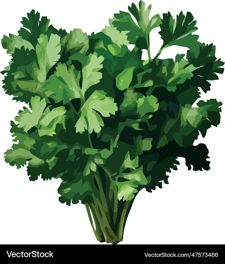 Fresh parsley vegetable bundle for healthy eating Vector Image