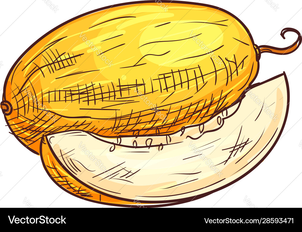 Muskmelon whole melon isolated fruit sketch Vector Image