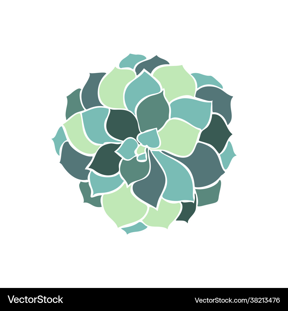 Beautiful collection with green succulent cactus Vector Image
