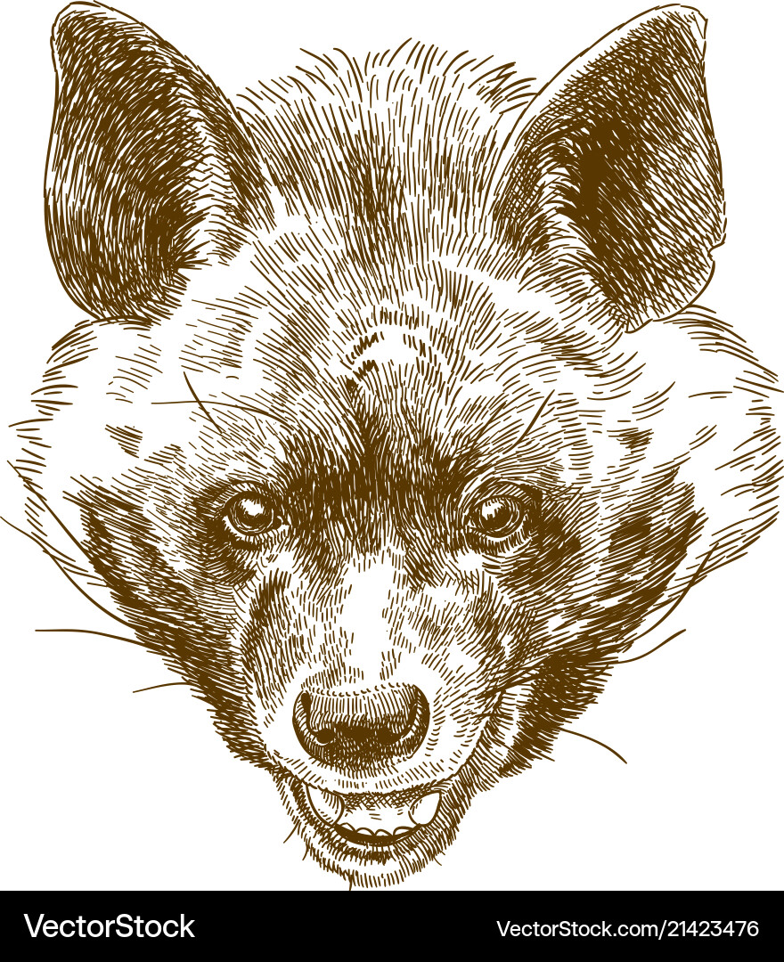 Engraving of hyena head Royalty Free Vector Image