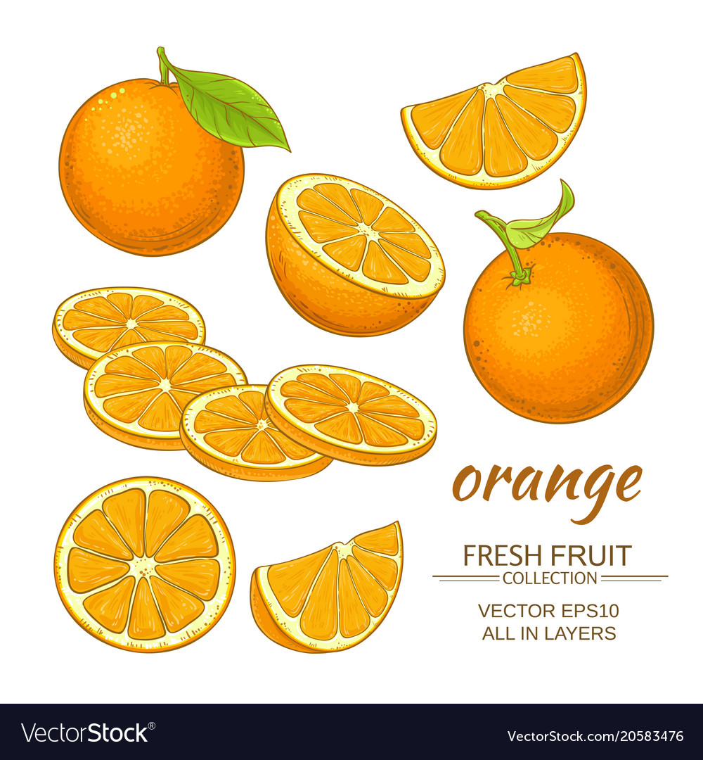 Orange set Royalty Free Vector Image - VectorStock