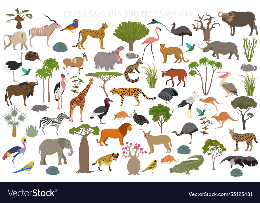 Tree savanna and grass savanna biome natural Vector Image