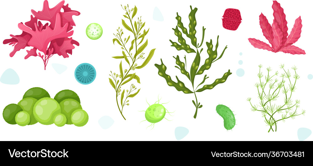 Underwater marine flora aquarium Royalty Free Vector Image
