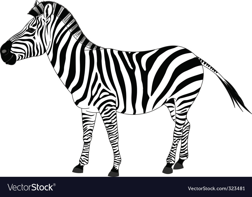 Zebra Royalty Free Vector Image - VectorStock