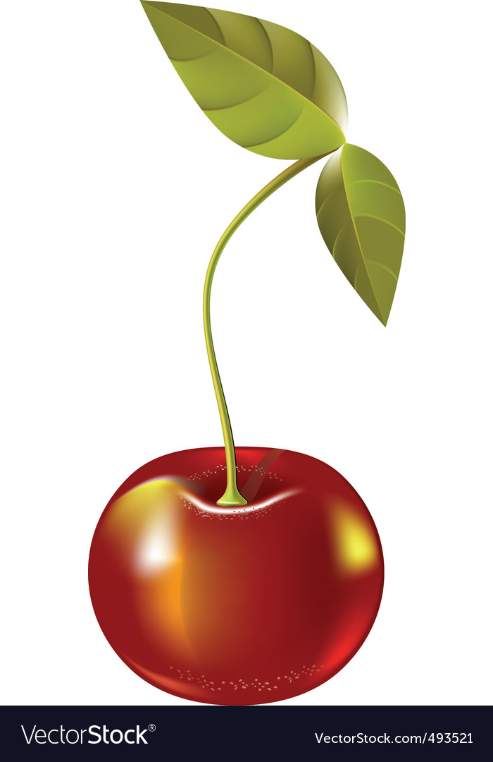 Cherry Royalty Free Vector Image - VectorStock