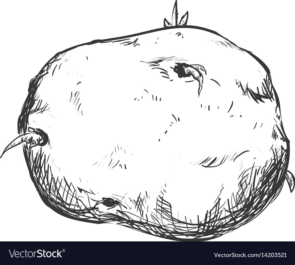 Vegetable hand draw Royalty Free Vector Image - VectorStock