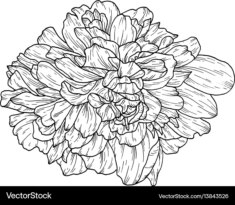 Flower ink sketch isolated on white background Vector Image