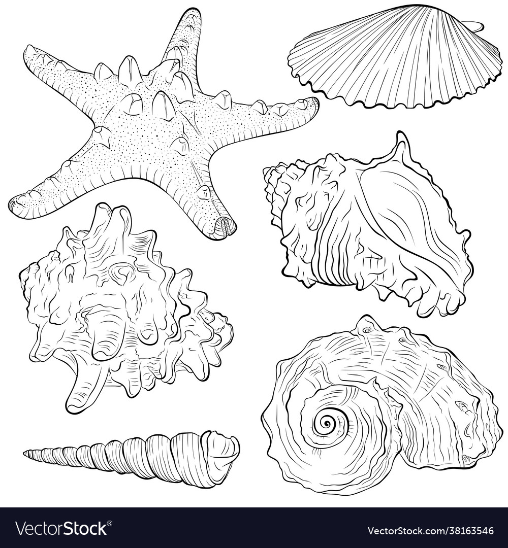 Set with starfish and shells line art Royalty Free Vector