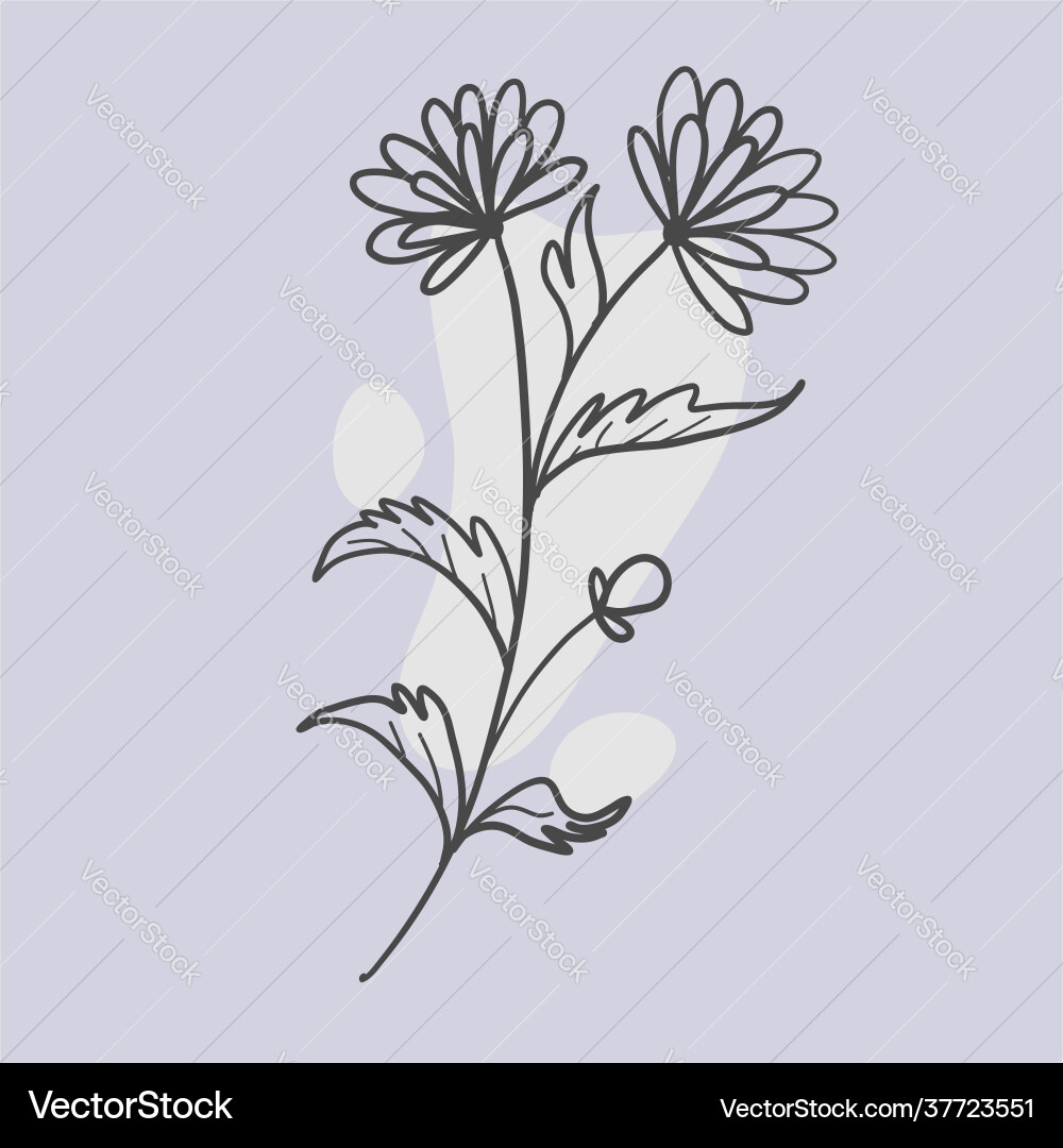 Botanical leaf doodle wild flower line art Vector Image
