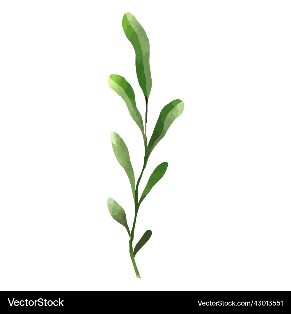 Watercolor green leaves Royalty Free Vector Image