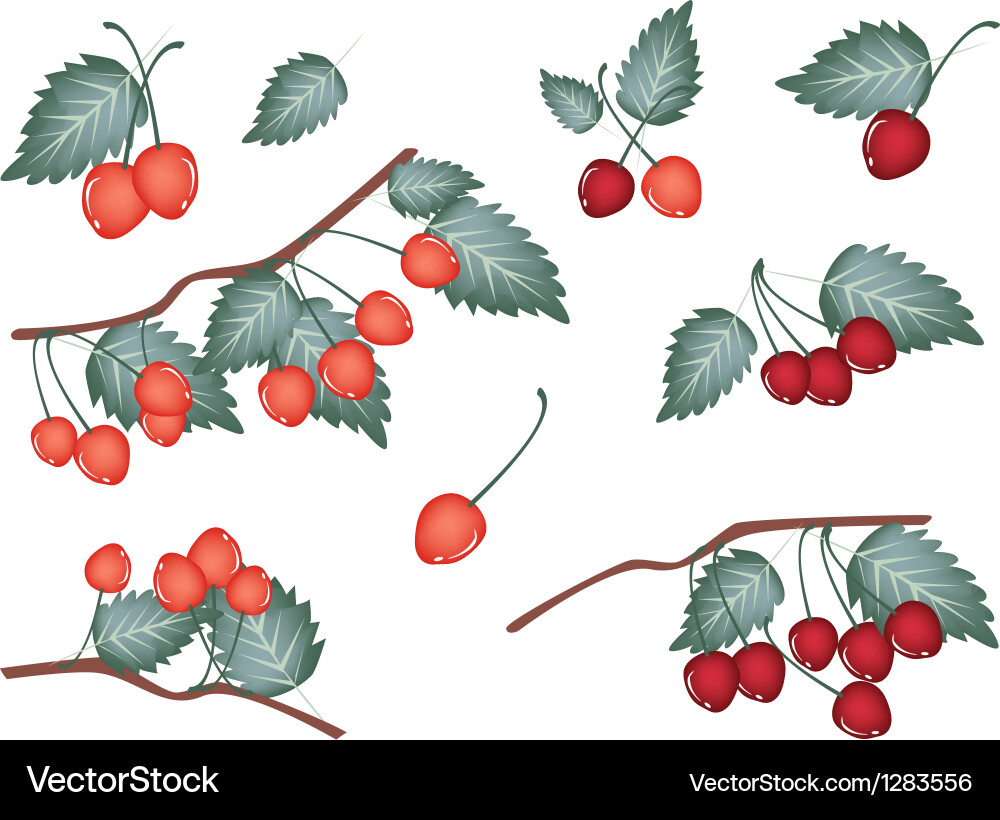 Set of red cherries on white background Royalty Free Vector