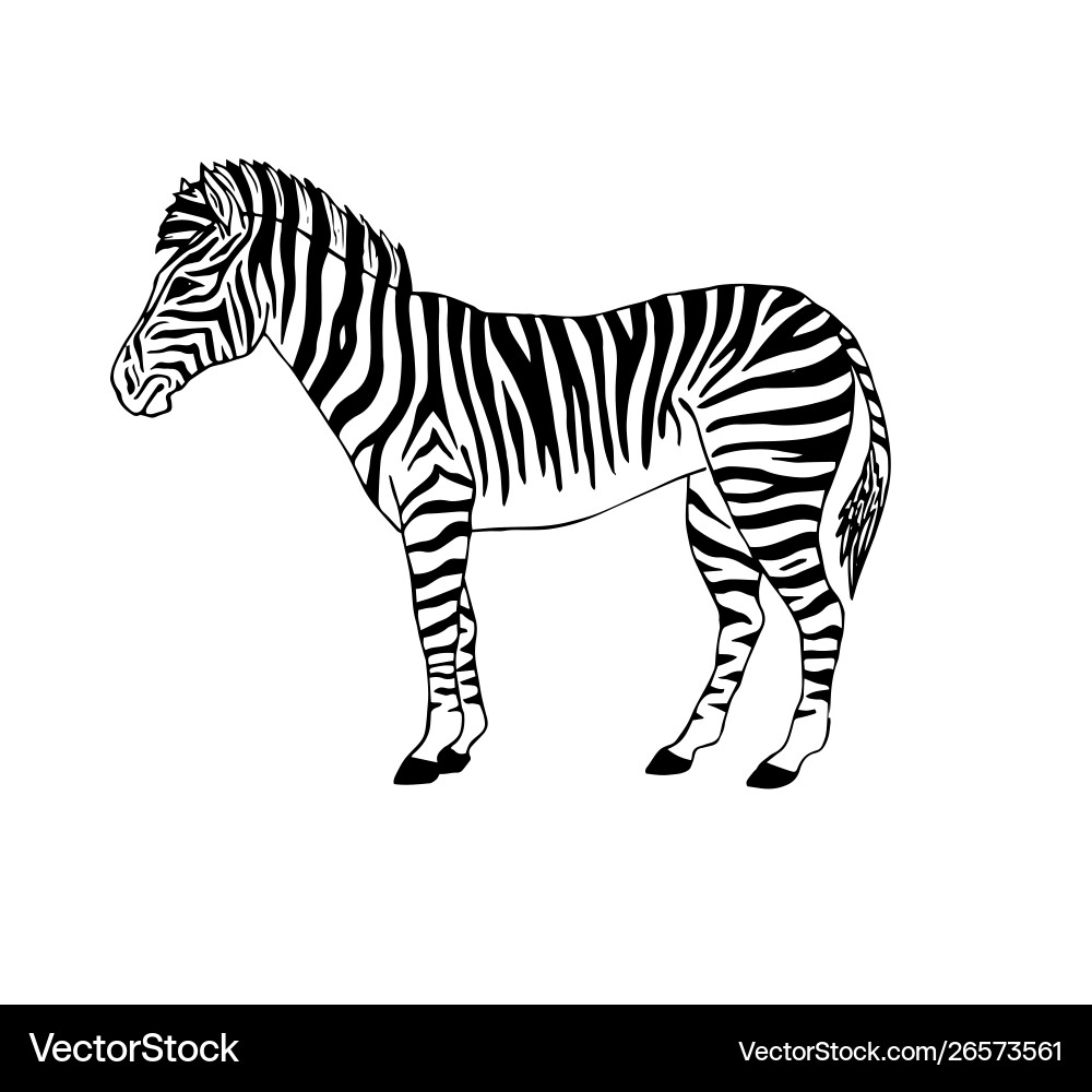 Black ink hand drawn doodle sketch zebra Vector Image