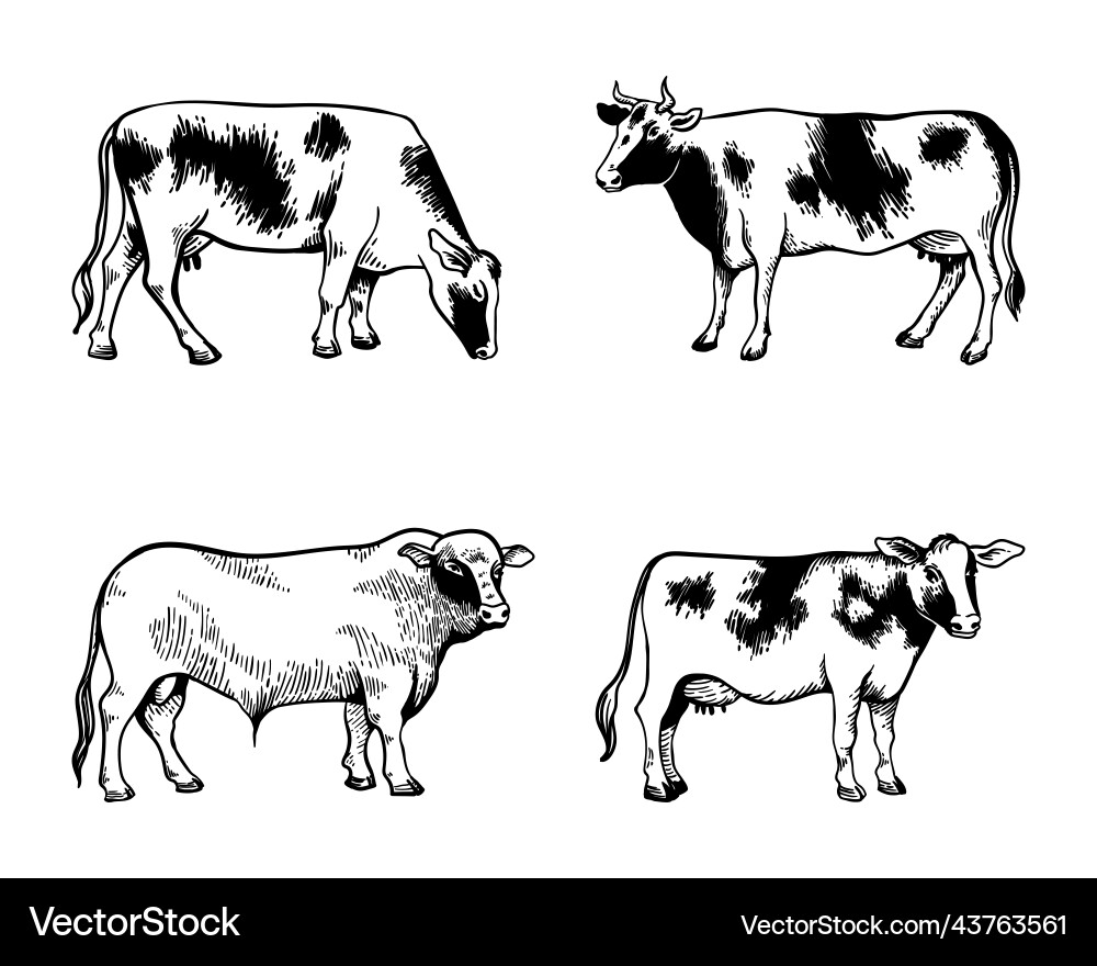 Cow and bull icons lined simple isolated Vector Image