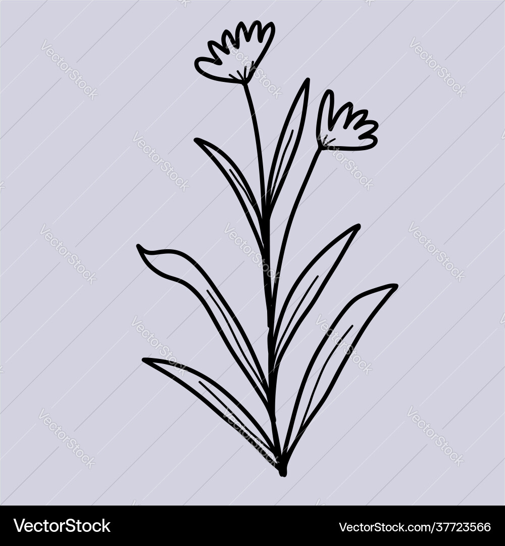 Botanical leaf doodle wild flower line art Vector Image