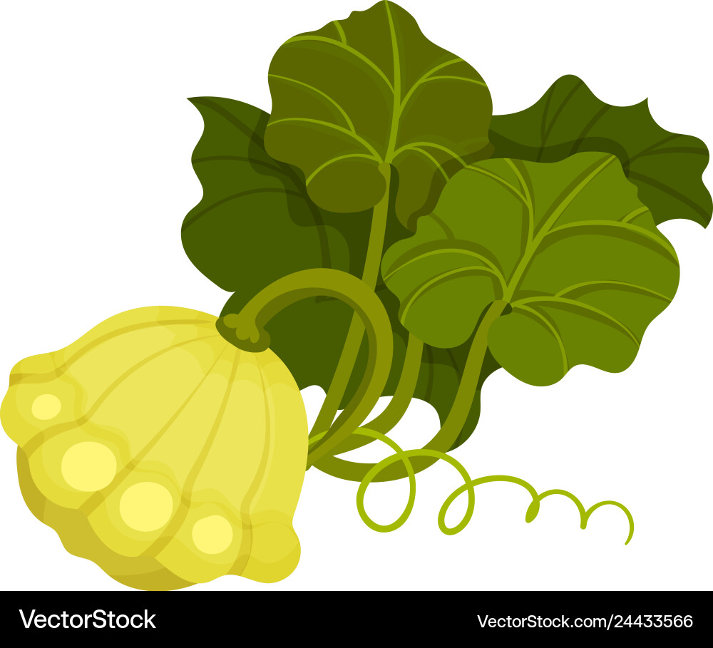 Patisson concept organic food Royalty Free Vector Image