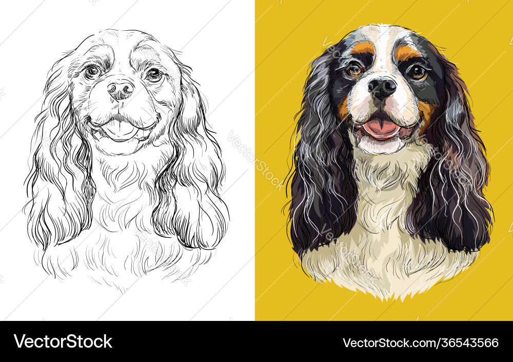 Portrait cute funny dog cavalier Royalty Free Vector Image