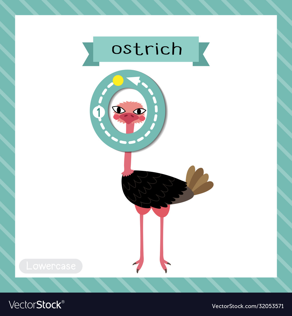 Letter o lowercase tracing standing ostrich Vector Image