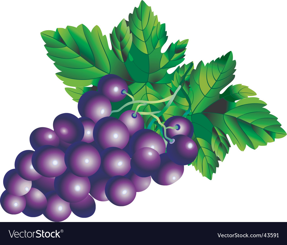 Grapes background Royalty Free Vector Image - VectorStock