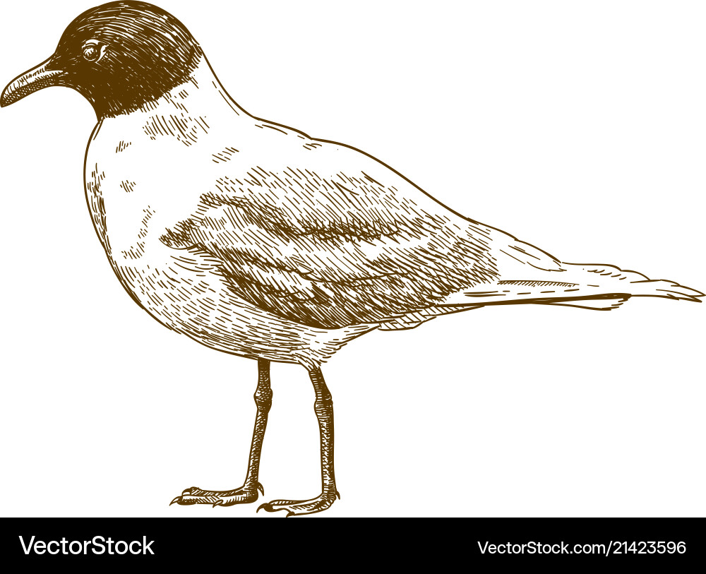 Engraving drawing of mediterranean gull Royalty Free Vector