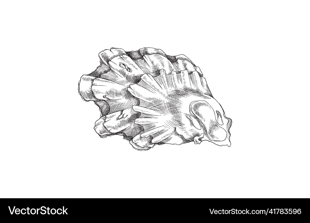 Hand drawn seashell in monochrome sketch style Vector Image