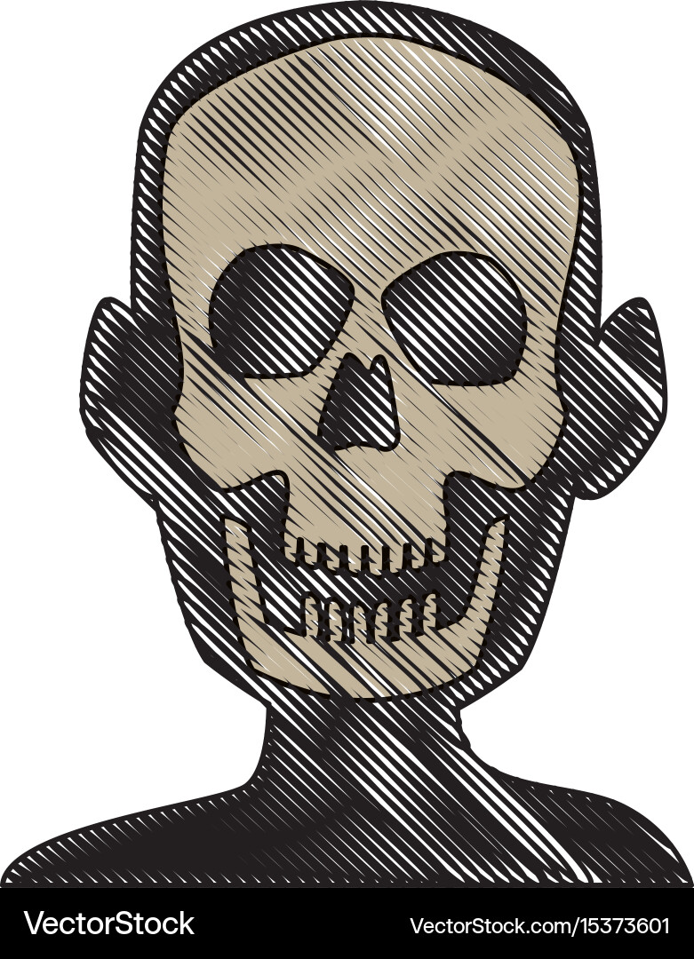 Xray of head bone structure human medical Vector Image