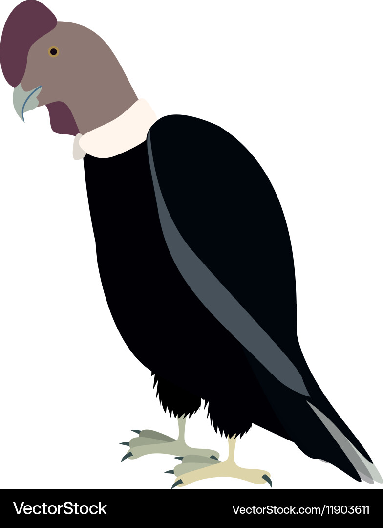 Andean Condor Cartoon