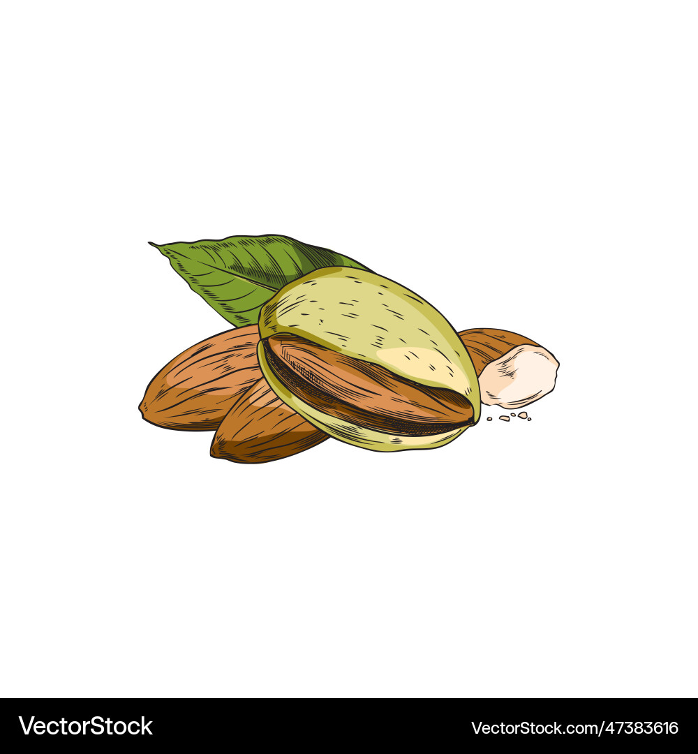 Hand drawn colorful almonds with leaf sketch style