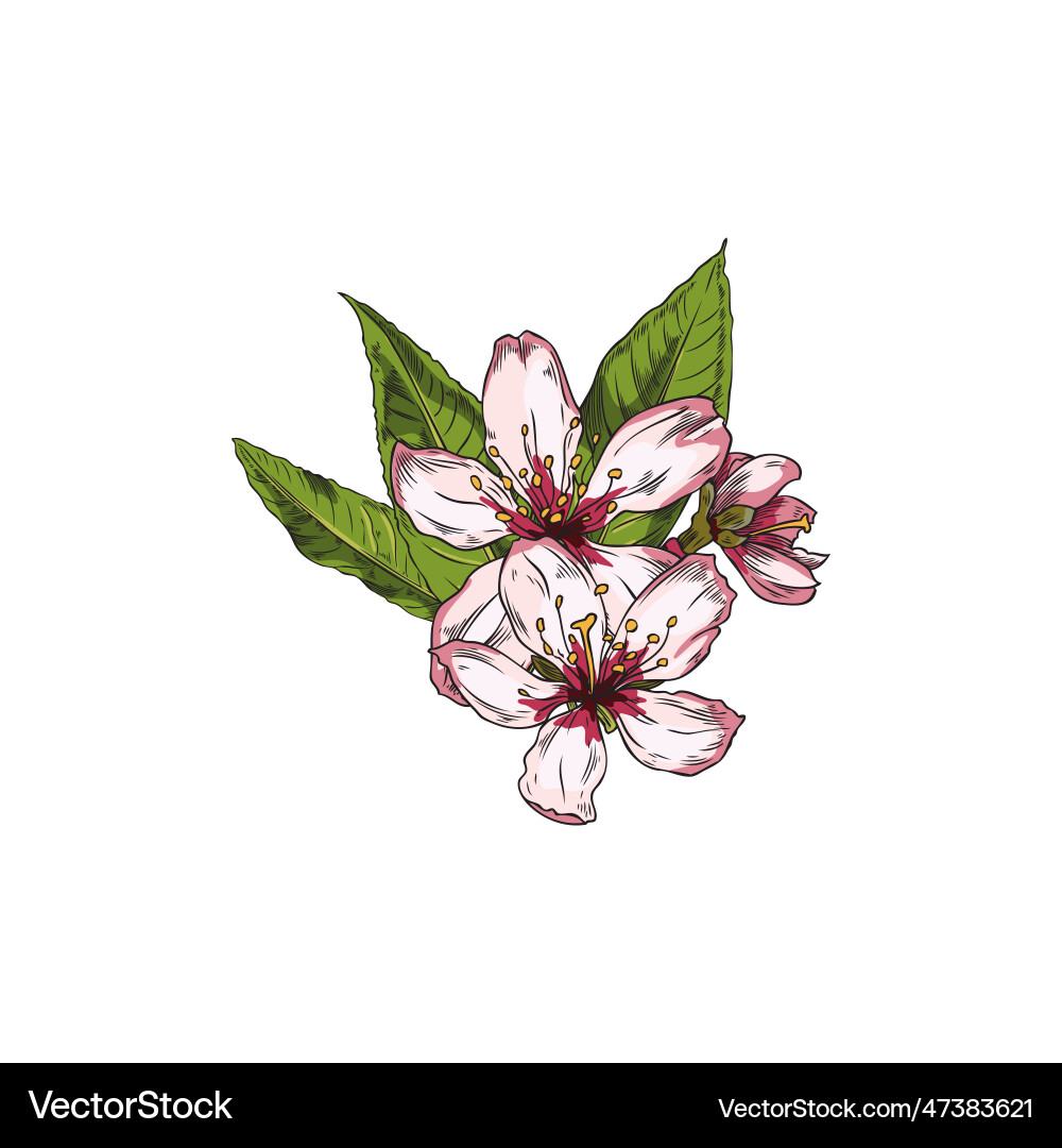 Hand drawn almond blooming flower sketch style Vector Image