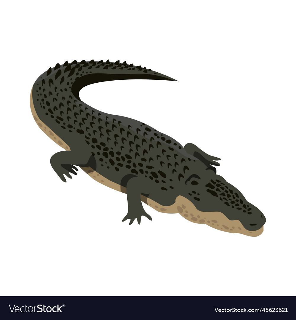Isometric crocodile Royalty Free Vector Image - VectorStock
