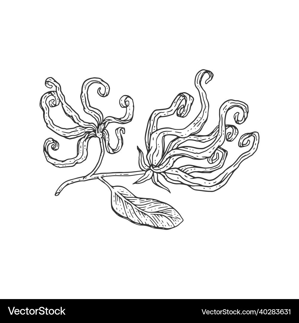 Ylang blooming flower hand draw engraving Vector Image